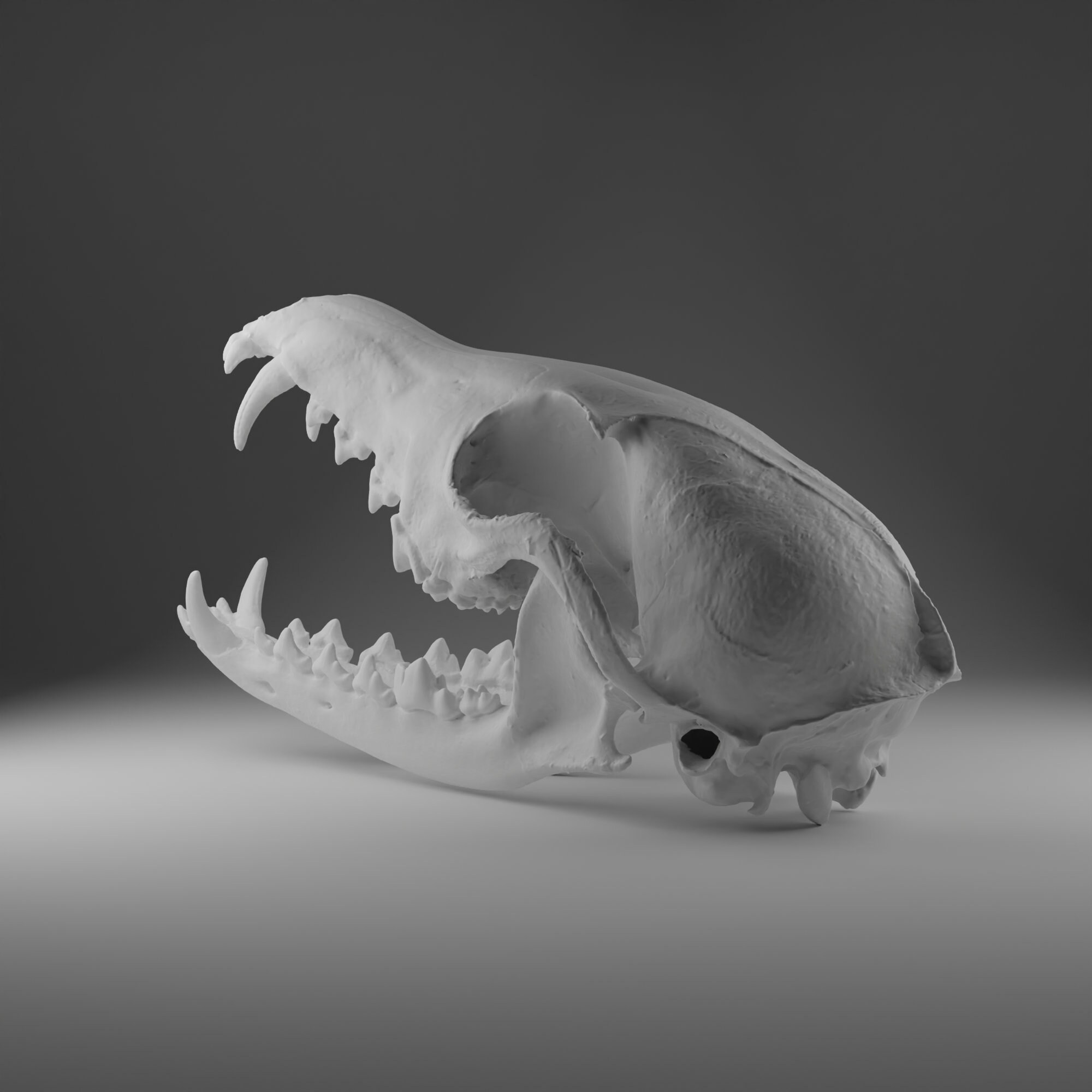 3d Printable Model Of A Red Fox Skull Jaw Open Etsy