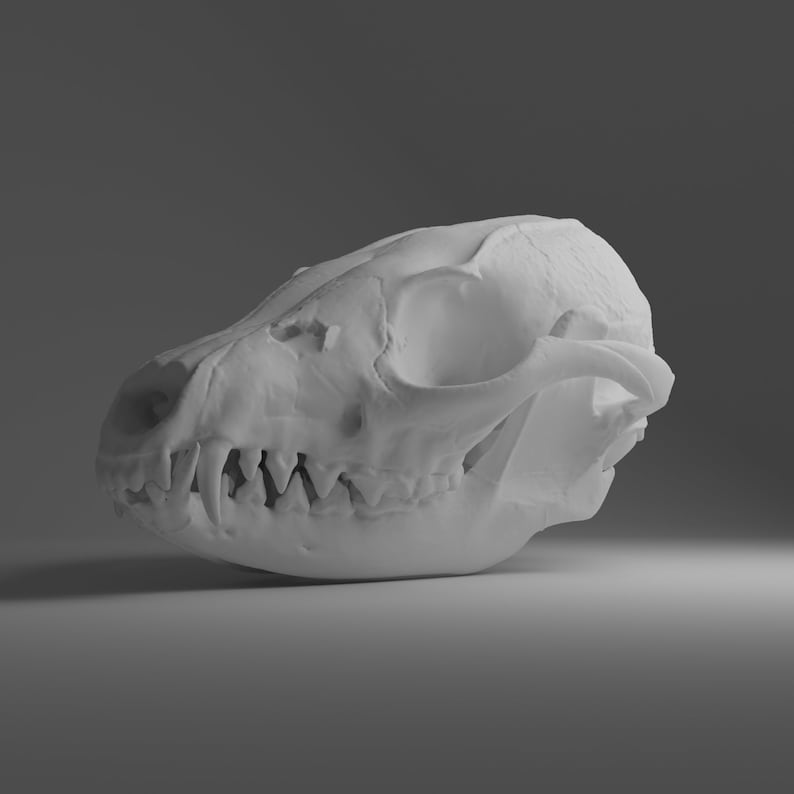 3d-printable Model of a Gray Fox Skull jaw Closed (Download Now) - Etsy