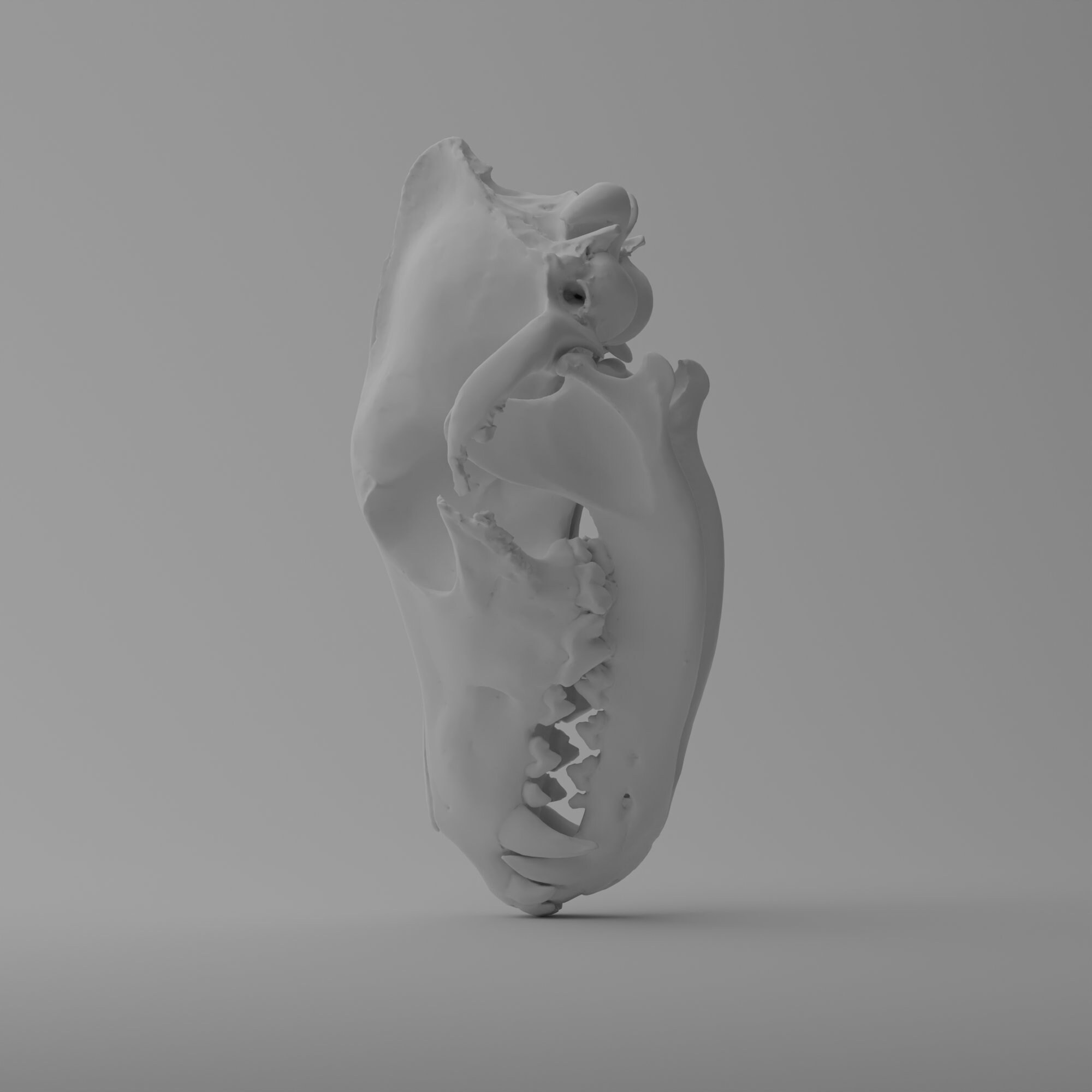 3d-printable Model of a Wolf Skull - Etsy