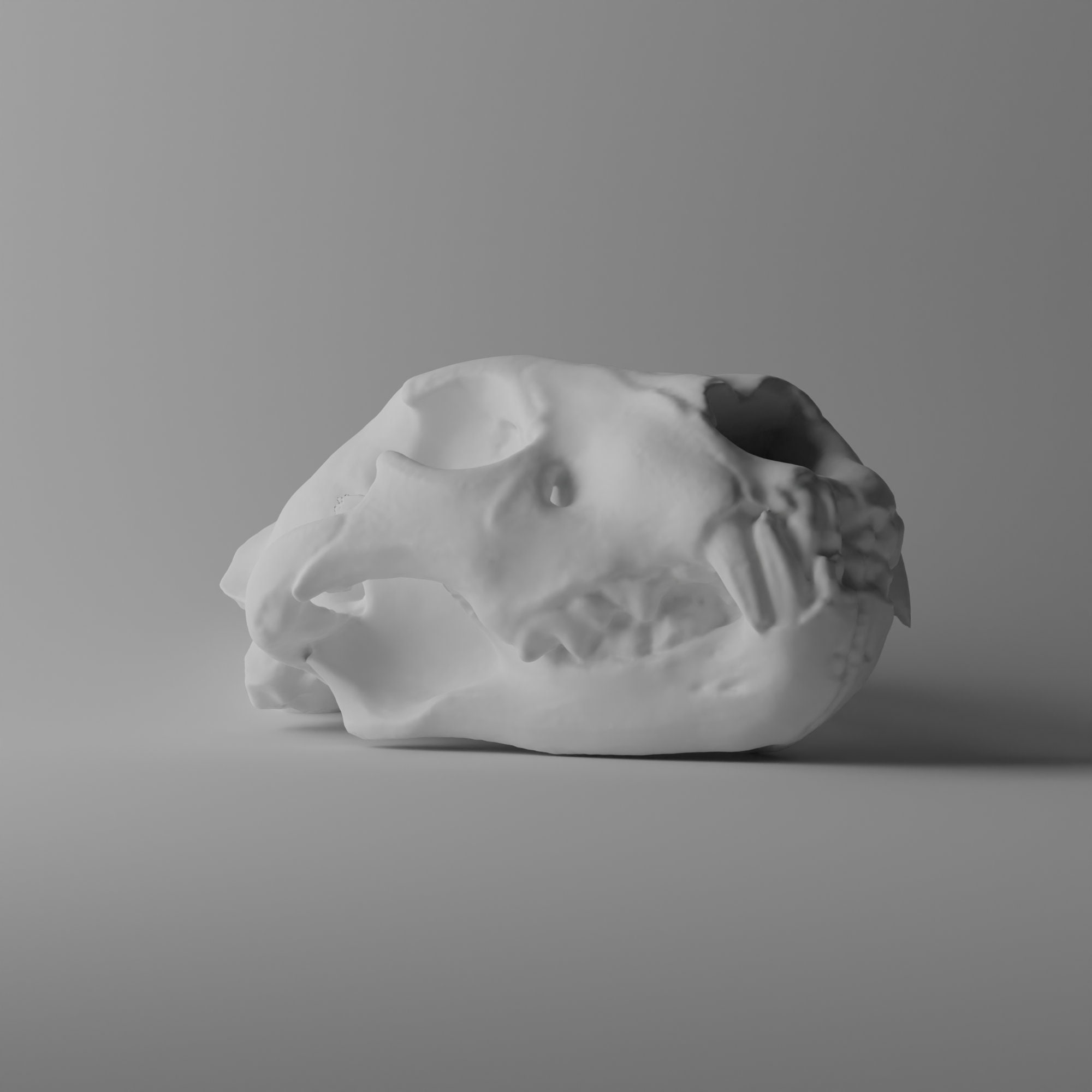 3d-printable Model of a Lion Skull - Etsy