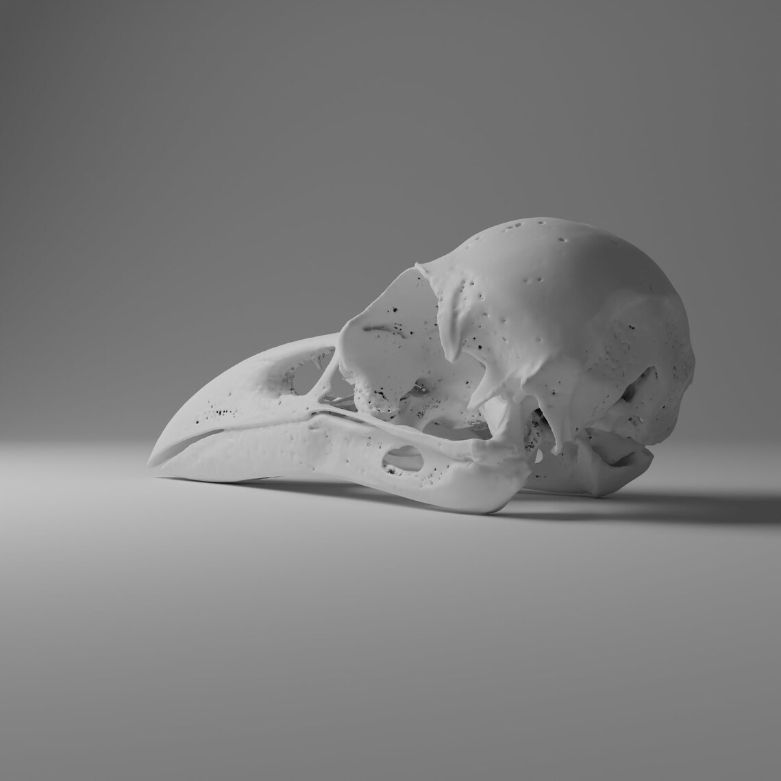 3d-printable Model of a Raven Skull - Etsy