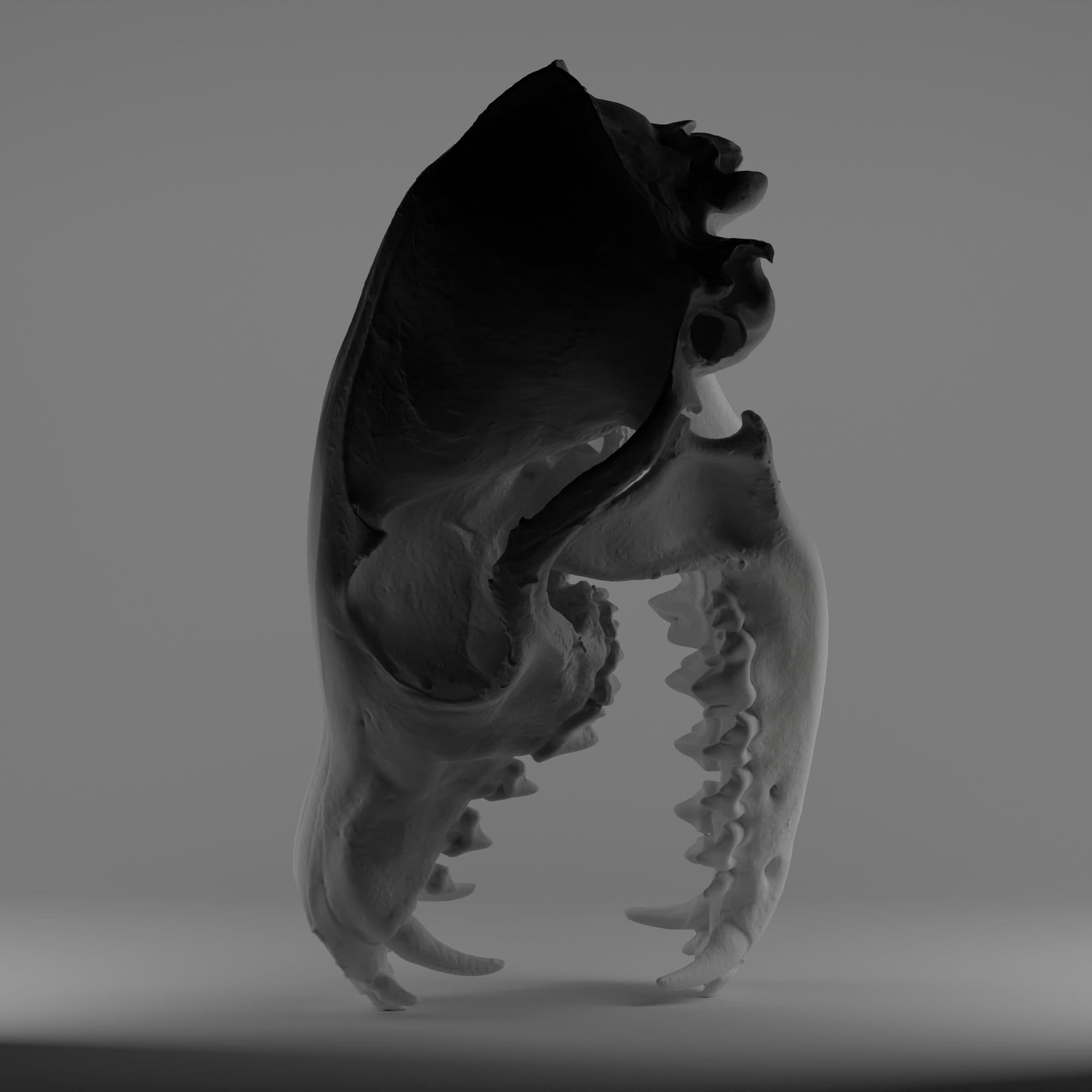 3d-printable Model of a Red Fox Skull (jaw Open) - Etsy