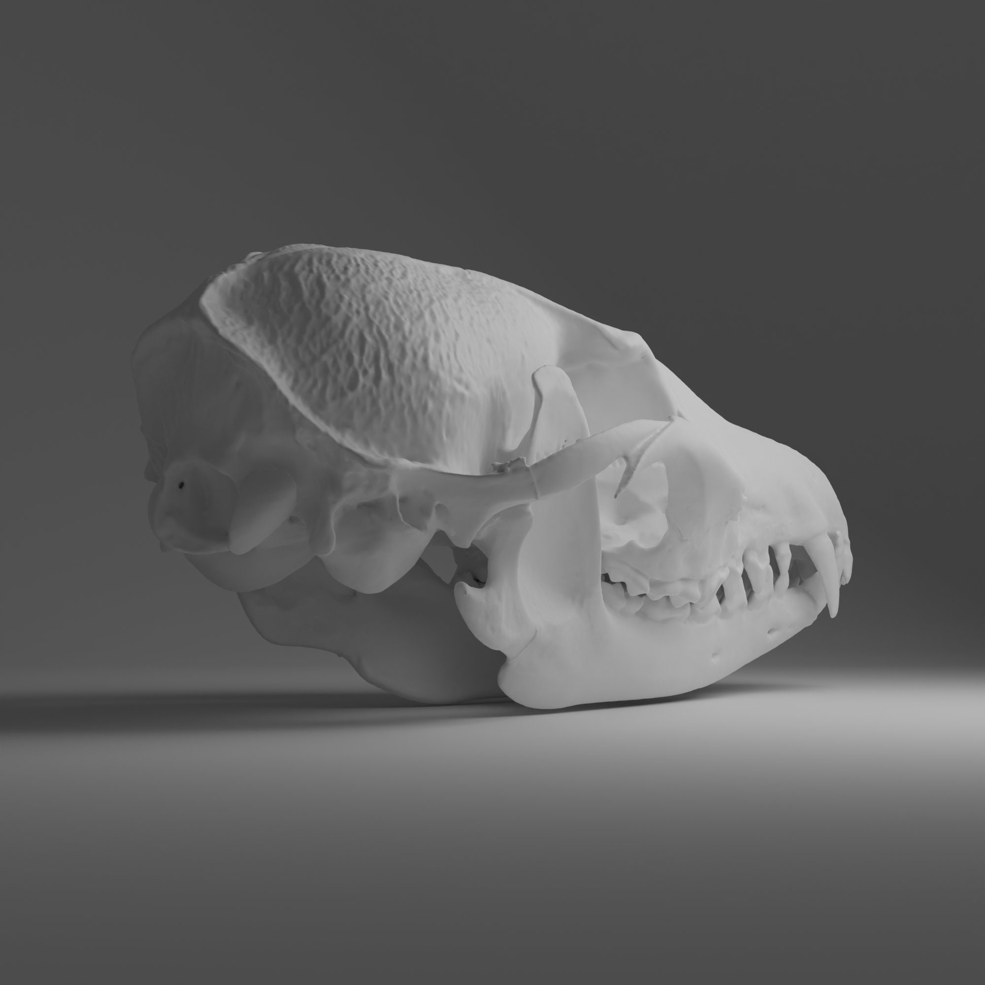 3d-printable Model of a Gray Fox Skull (jaw Closed) - Etsy