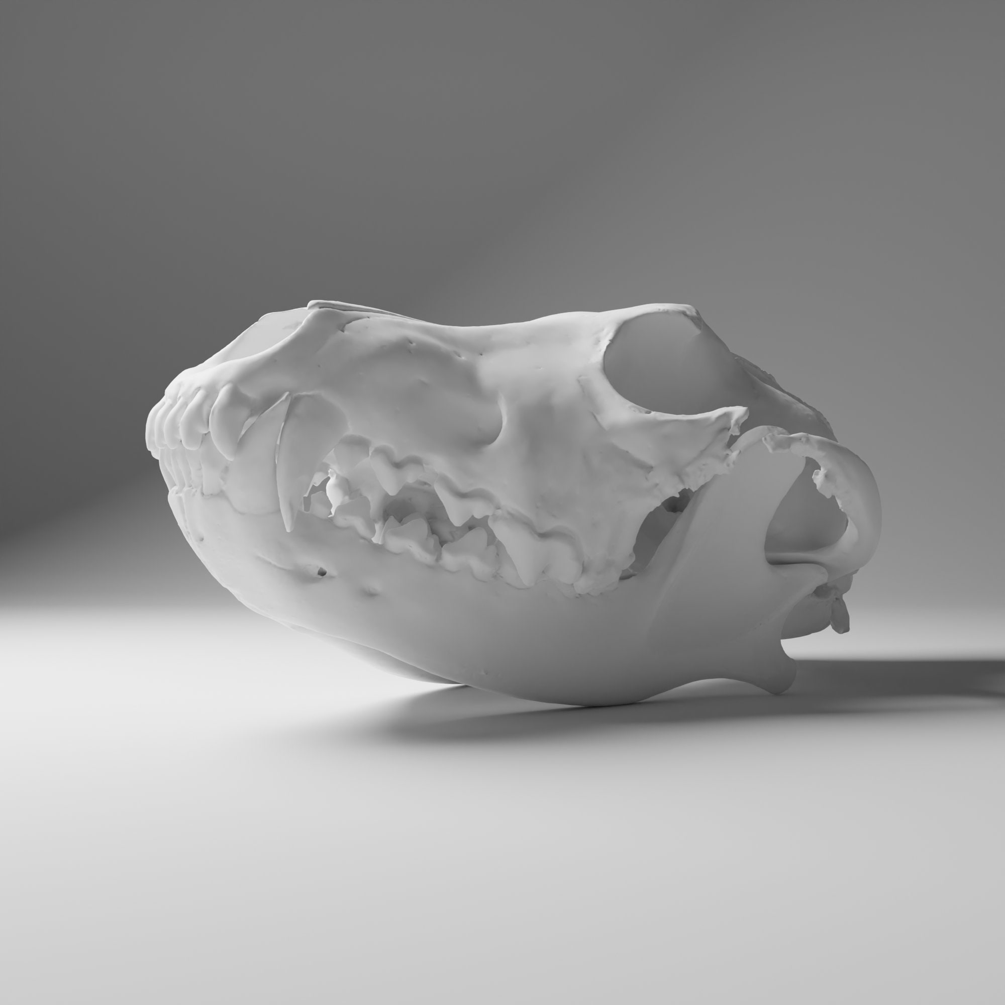 3d-printable Model of a Wolf Skull - Etsy