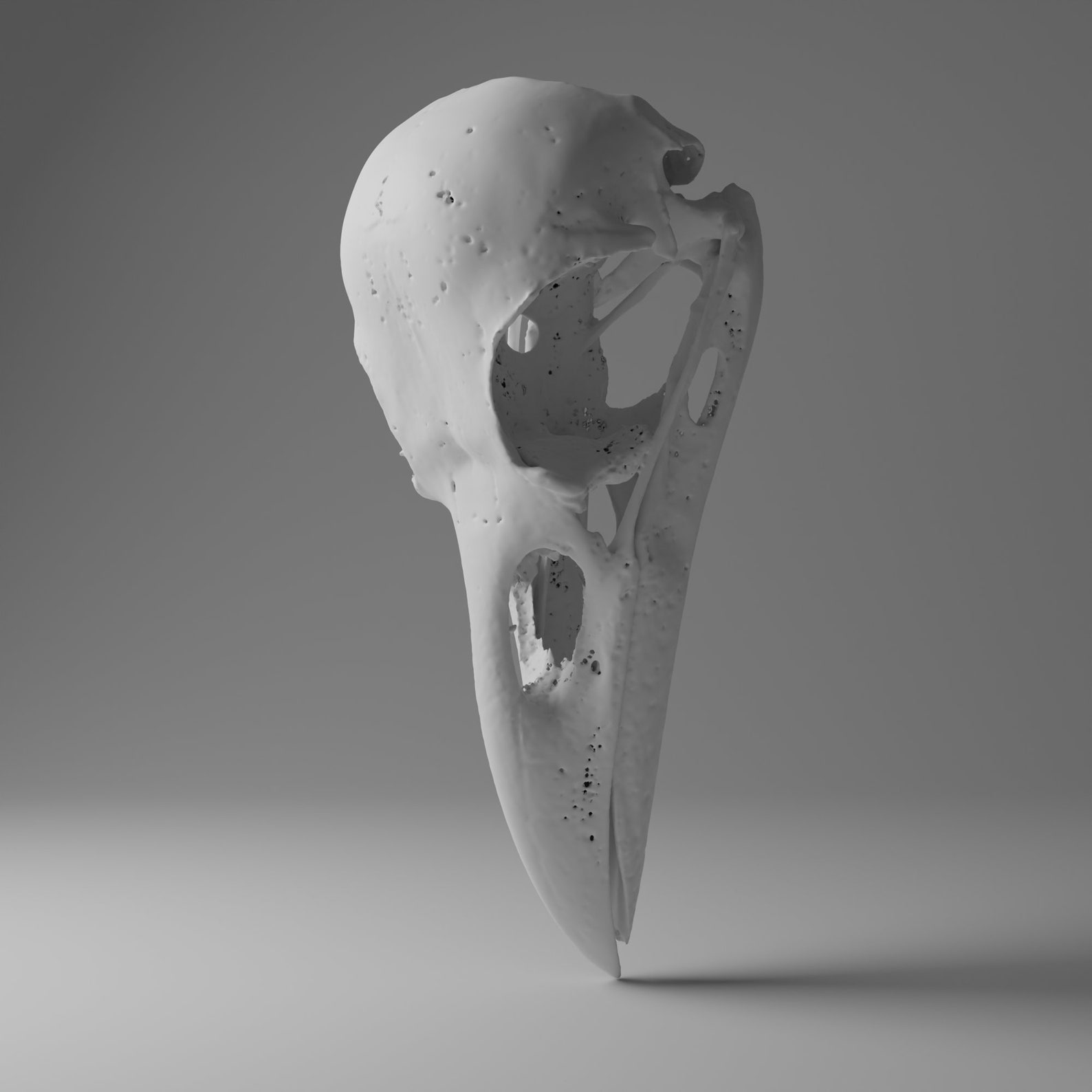 3d-printable Model of a Raven Skull - Etsy