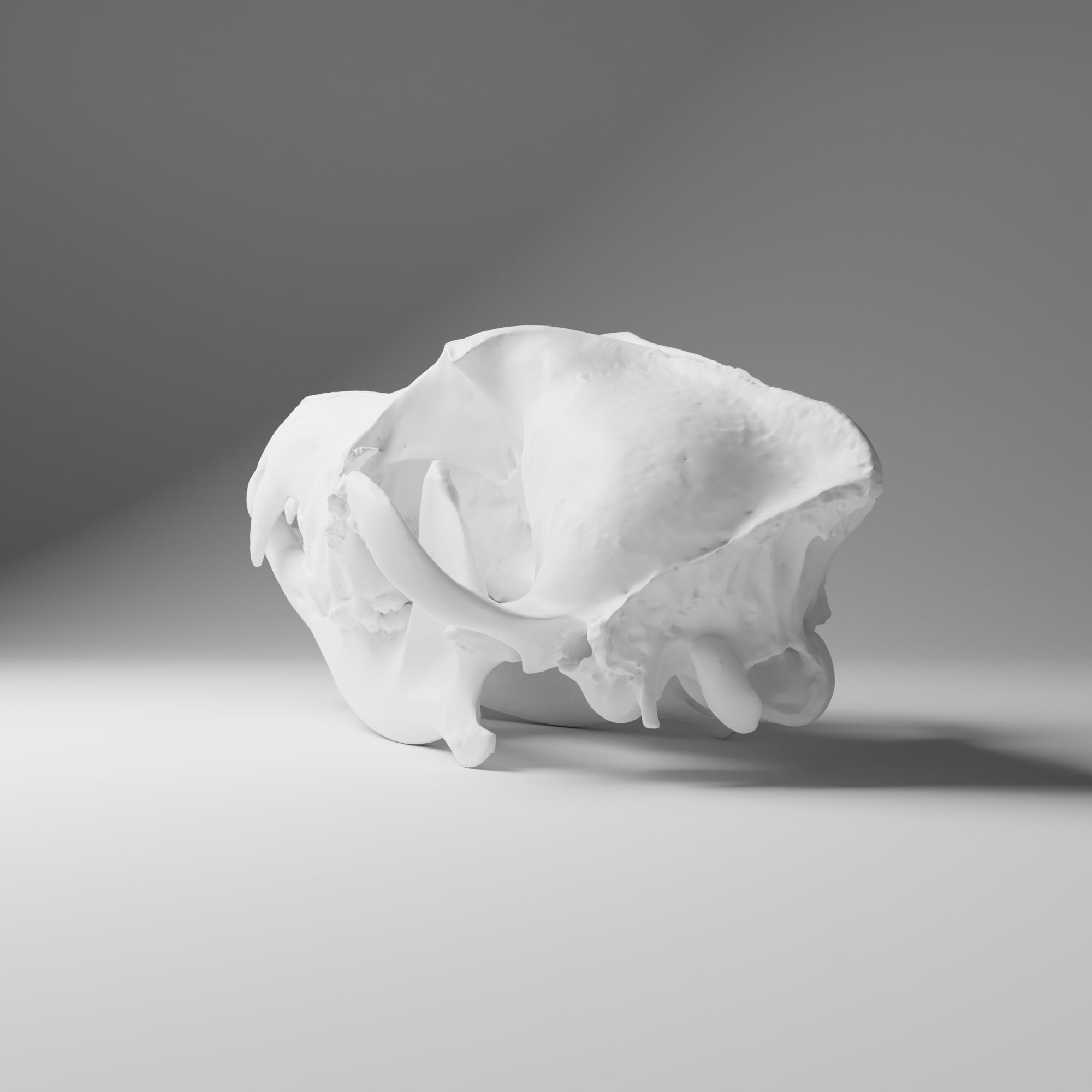 3d-printable Model of a Wolf Skull - Etsy