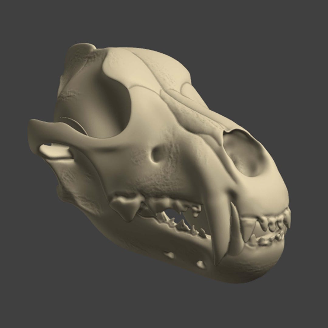 Dire Wolf Skull 3D Model - 1 STL File for 3D Printing | Digital ...