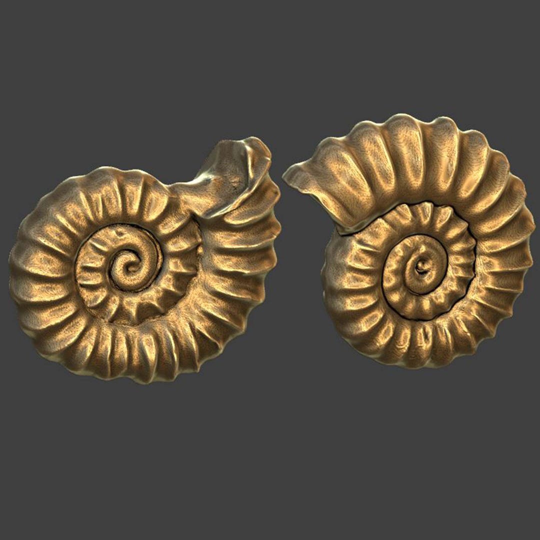 Ammonites Collection - STL Files for 3D Printer - Digital Download - 3D ...
