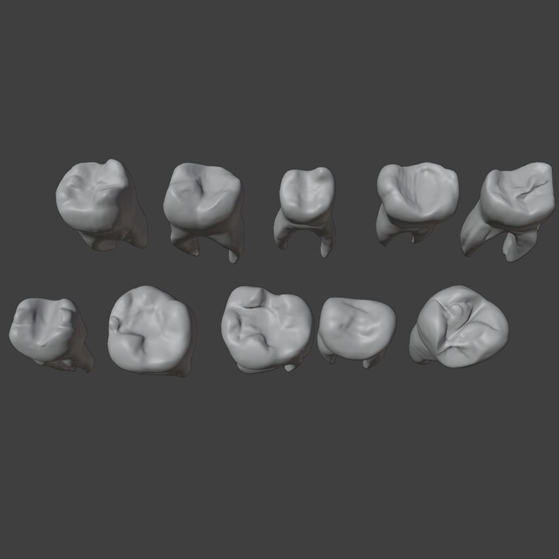 3D Printed Human Molars: 10 STL File Designs (digital Download) - Etsy
