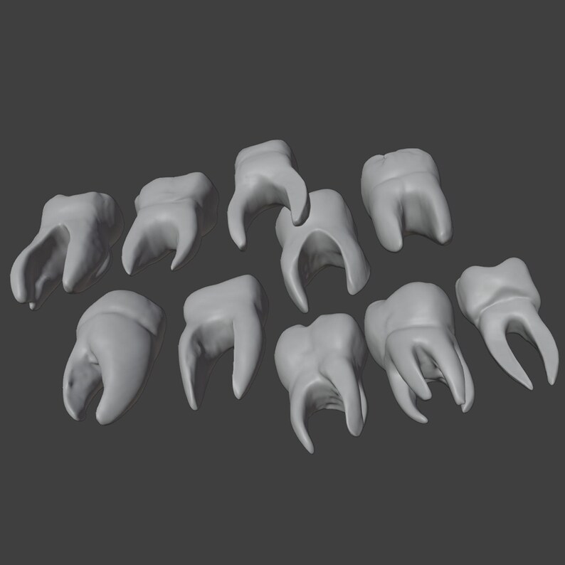 Human Molars Teeth Collection - STL Files for 3D Printer - Digital ...