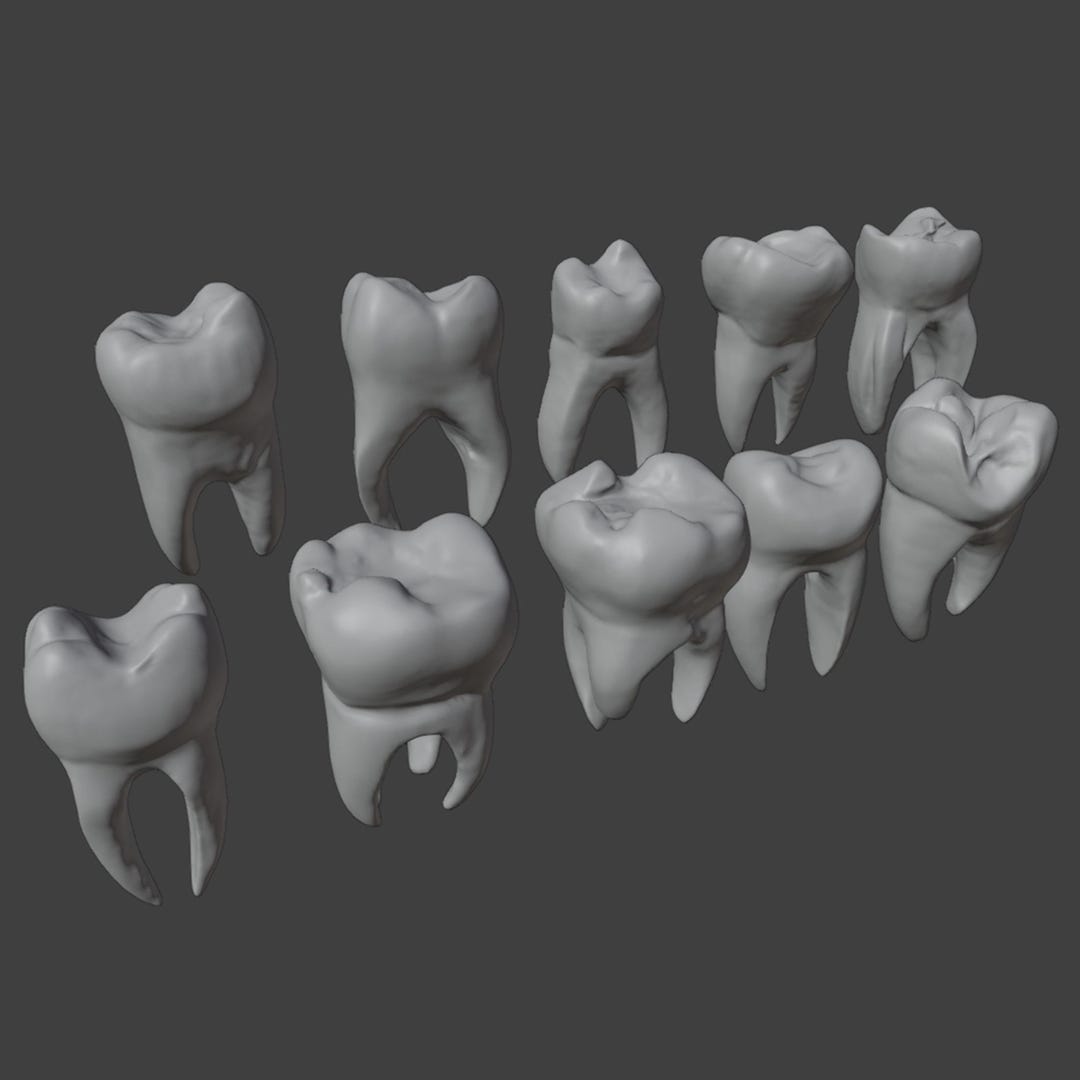 Human Molars Teeth Collection - STL Files for 3D Printer - Digital ...