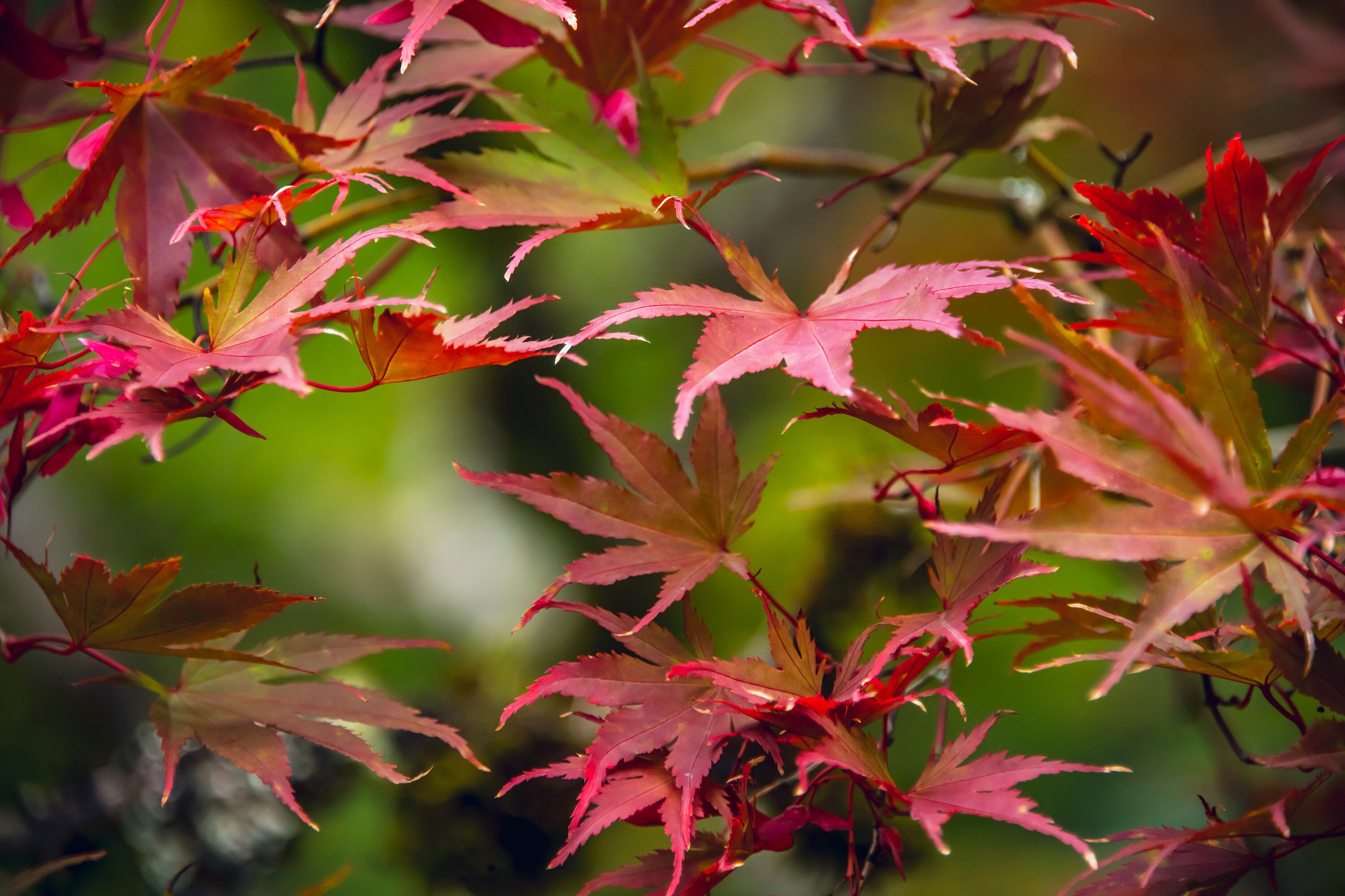 Leaves of Fire, Pacific Northwest Print, Colorful Botanical, Botanical ...