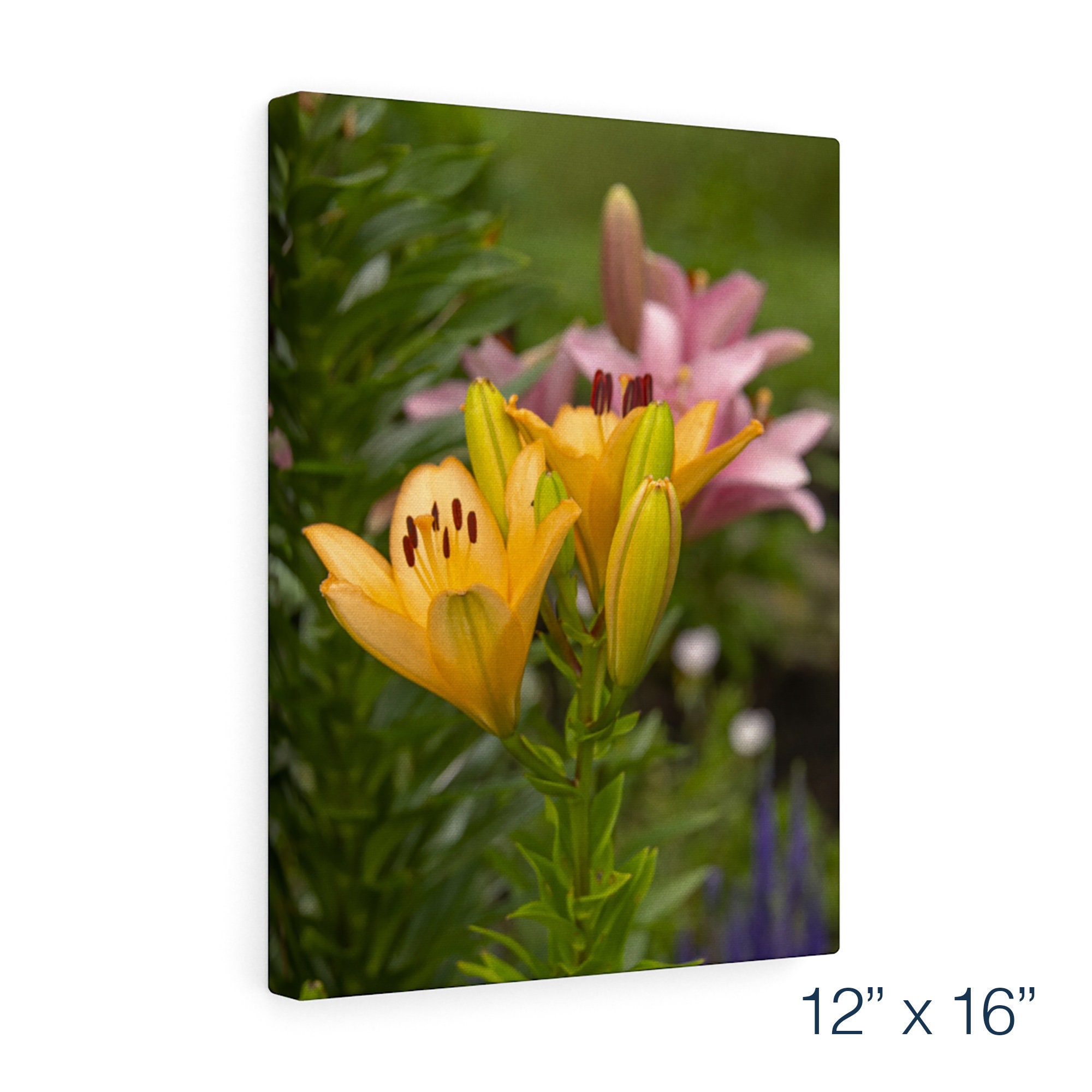 Lily Fine Art Photo Lily Canvas Print Floral Photo Canvas Print Trumpet ...