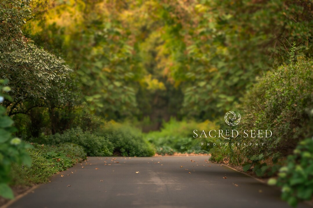 Forest Road Digital Backdrop, Country Road Through a Forest Background ...
