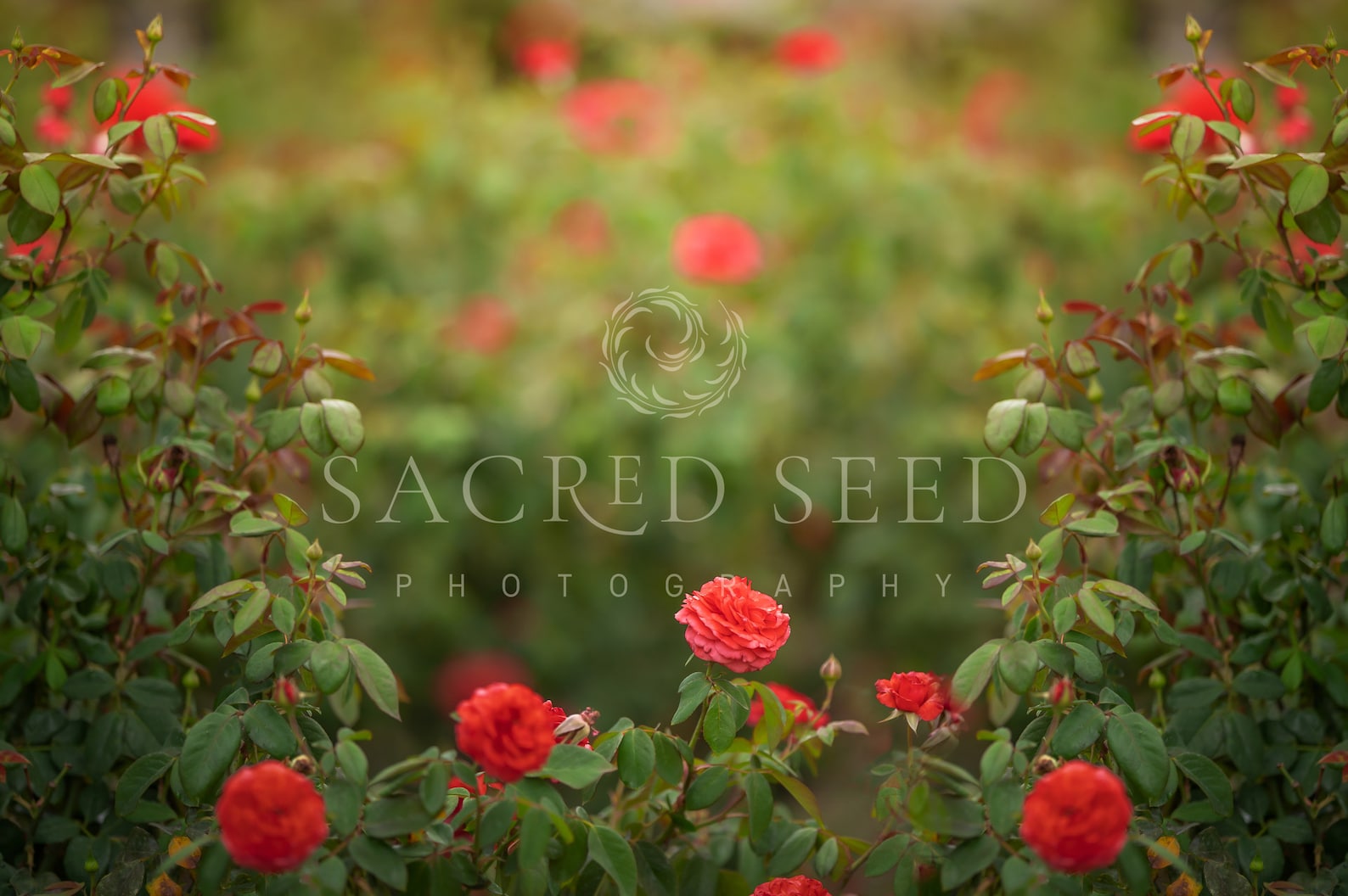 Red Roses Backdrop Overlay, Flowers, Spring Backdrop, Summer Digital ...