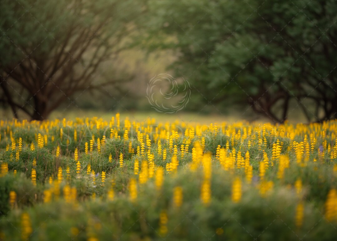 Yellow Wildflower Field, Meadow Backdrop Overlay, Spring Flower ...