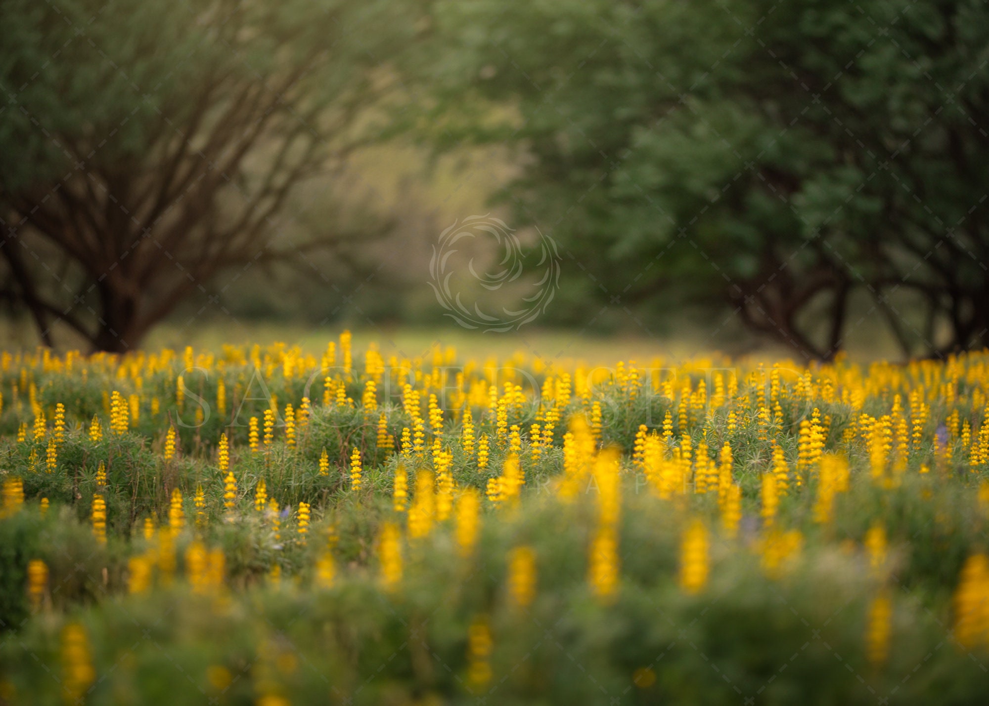 Yellow Wildflower Field, Meadow Backdrop Overlay, Spring Flower ...