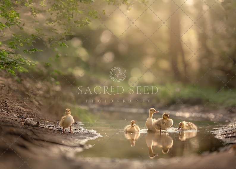 Ducklings in a Puddle Digital Background, Duck Pond Digital Backdrop ...
