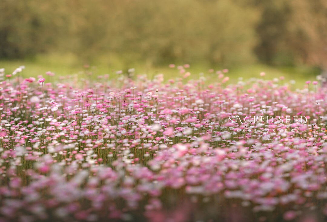 Pink Australian Wildflowers Everlastings Flowers Backdrop Overlay ...