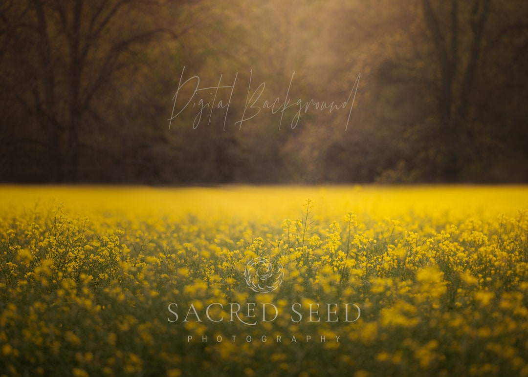 Australian Wildflower Backdrop Overlay, Spring Flower Backdrop, Summer ...