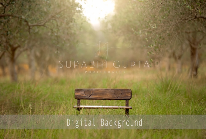 Olive Tree Farm Backdrop Photoshop Background Olive Orchard With Bench ...