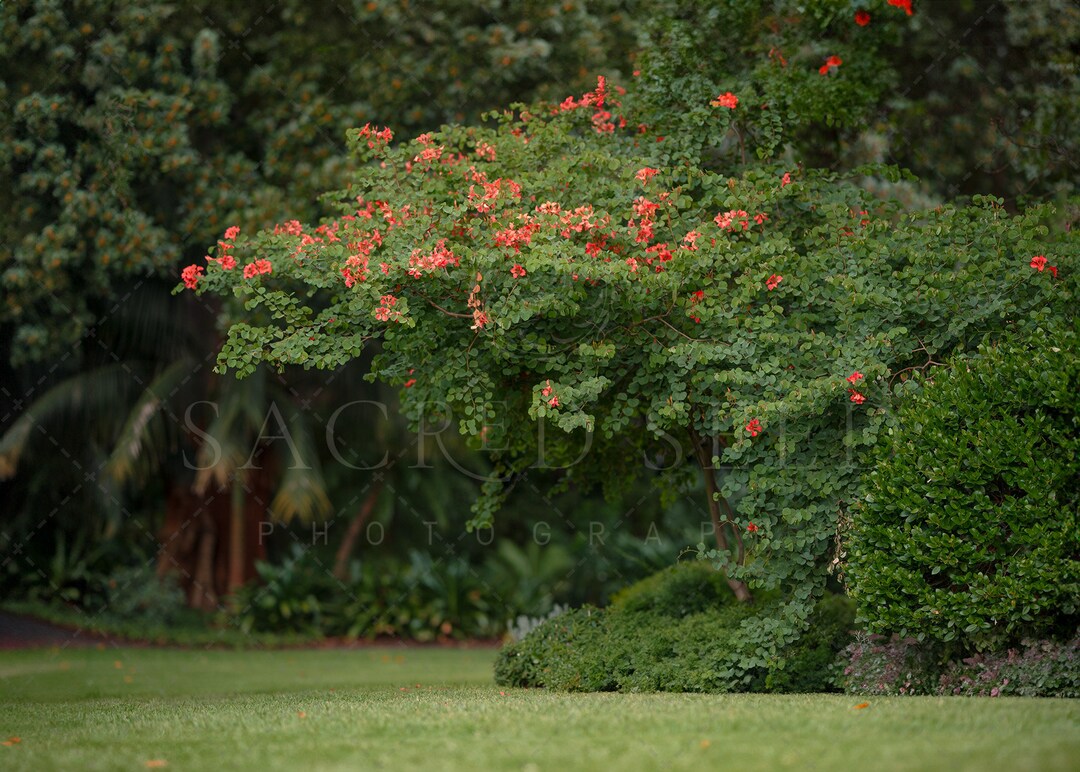 Red Flower Hanging Branch Backdrop Overlay, Flowers, Spring Backdrop ...
