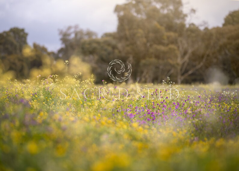 Australian Wildflower Backdrop Overlay, Spring Flower Backdrop, Summer ...