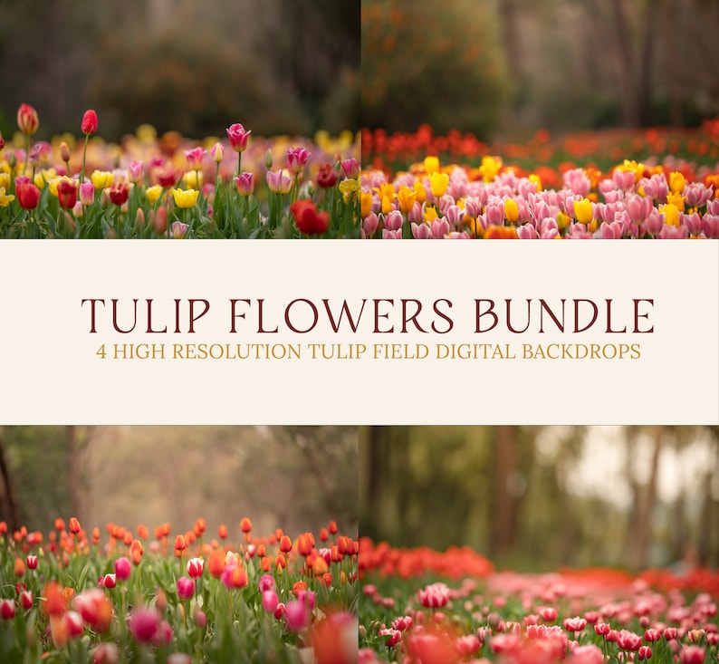 Multicoloured Tulips Backdrop Overlay, Bundle, Flowers, Spring Backdrop ...