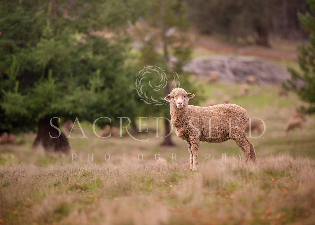 Sheep on a Farm, Lamb, Summer Backdrop, Spring Digital Backdrop ...