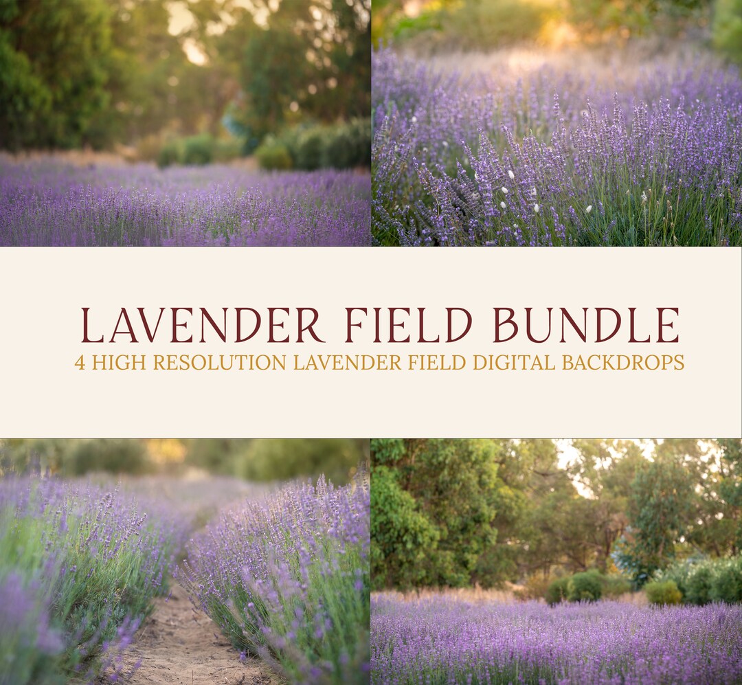 Lavender Backdrop Overlay, Purple Flowers, Spring Backdrop, Summer ...