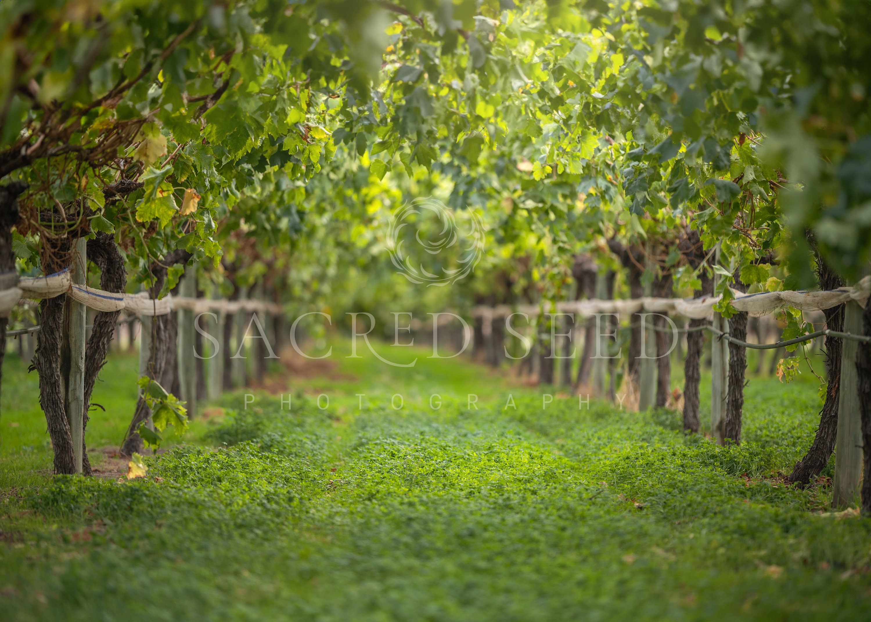 Winery, Grape Vines Digital Backdrop Photoshop Background Compositing ...
