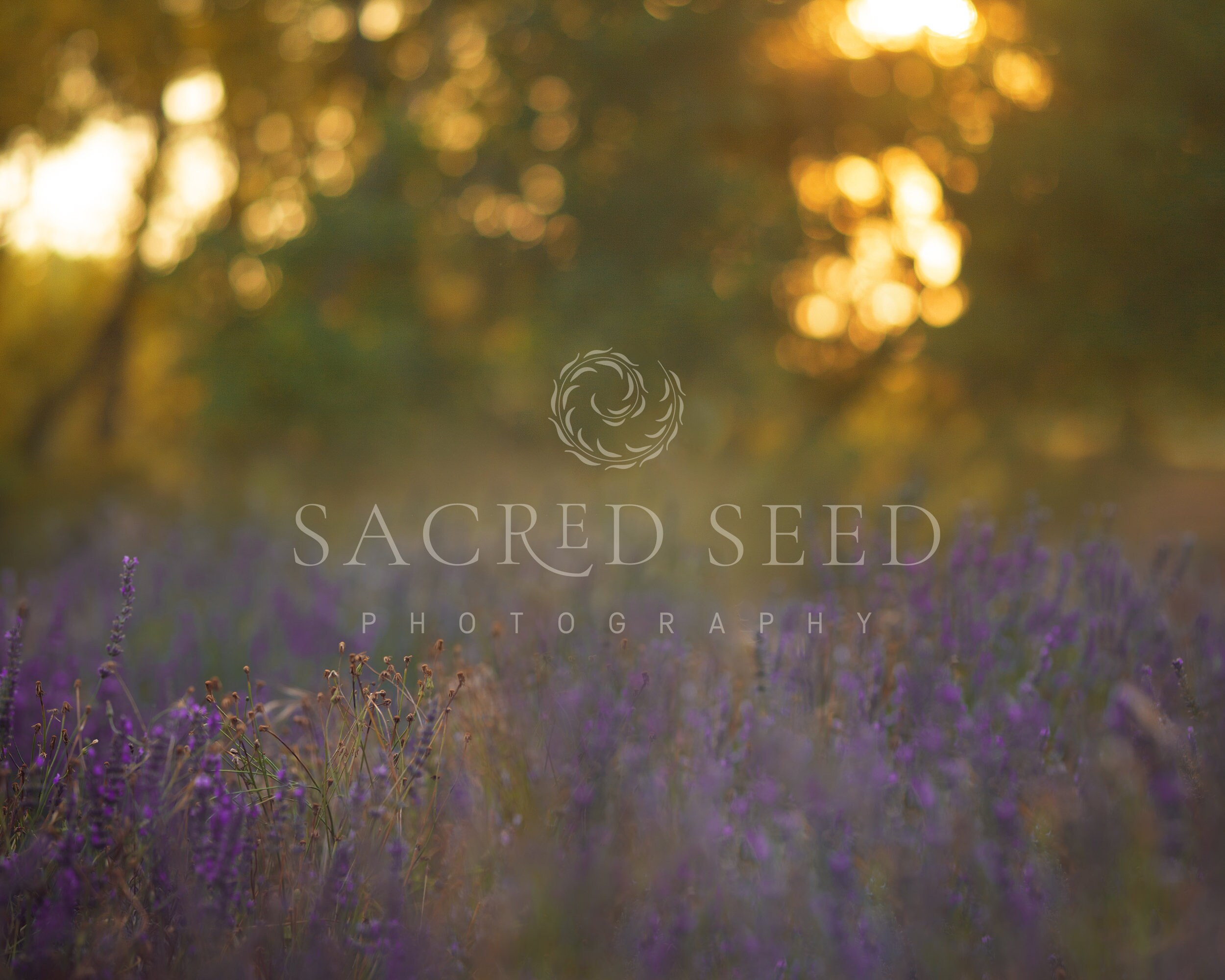 Lavender Backdrop Overlay, Purple Flowers, Golden Sunset, Spring ...