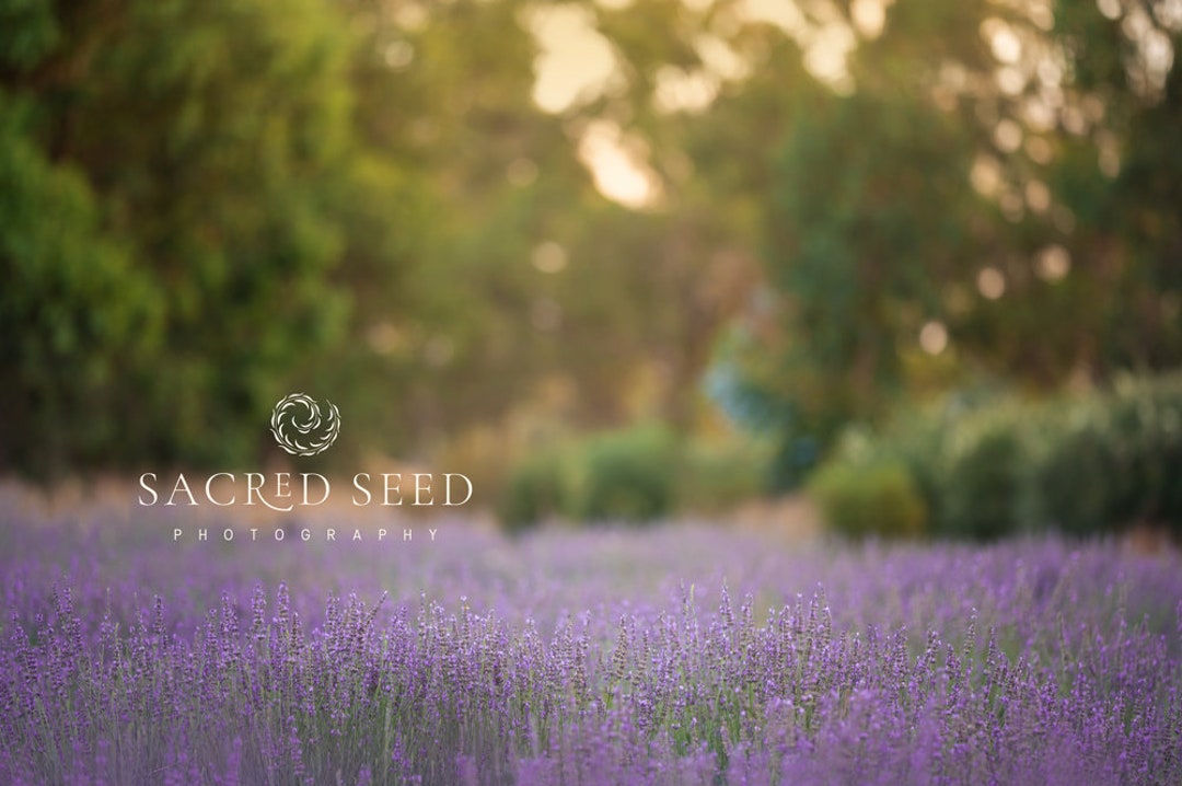 Lavender Backdrop Overlay, Purple Flowers, Spring Backdrop, Summer ...