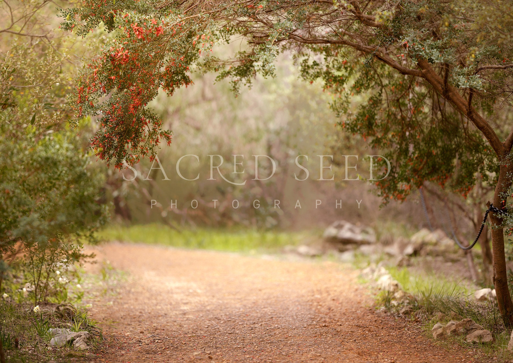 Red Hanging Branch Pathway Backdrop Overlay, Flowers, Spring Backdrop ...