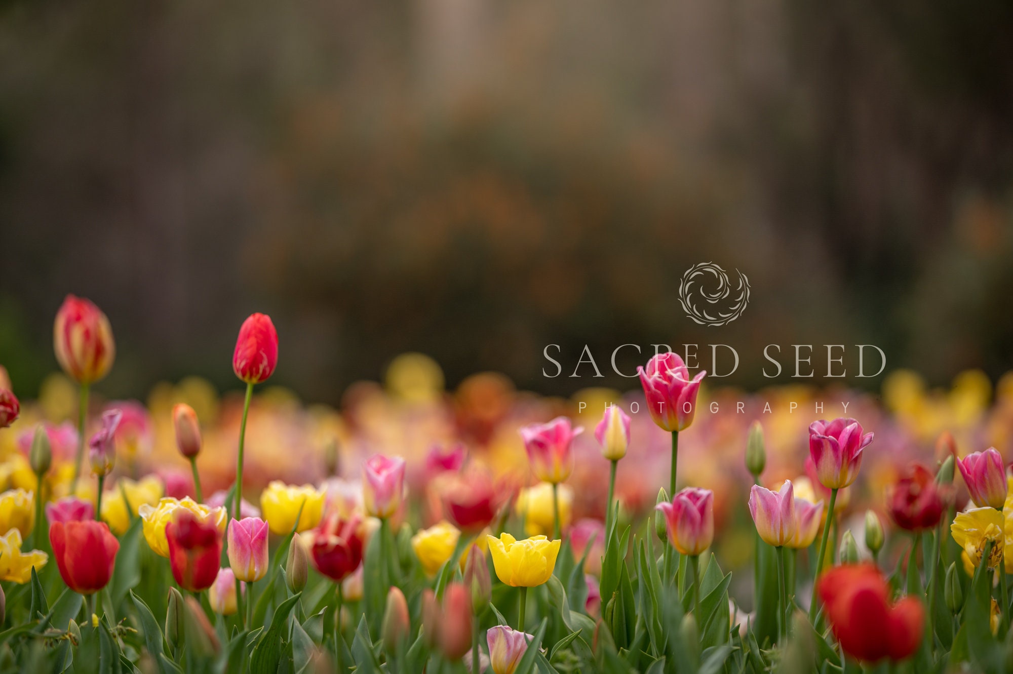 Multicoloured Tulips Backdrop Overlay, Bundle, Flowers, Spring Backdrop ...