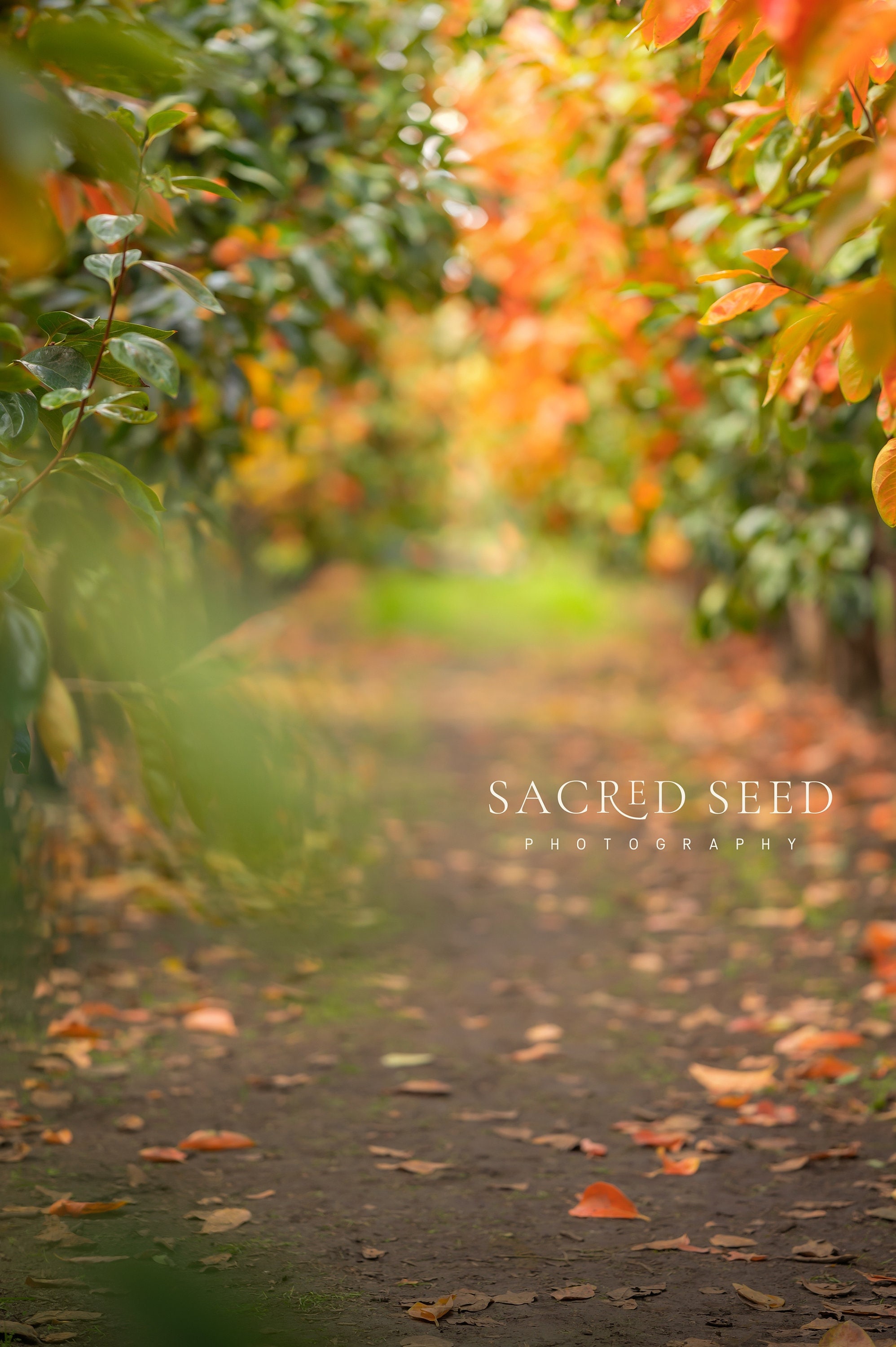 Fall Digital Backdrop, Golden Trees Background, Autumn Orchard , Dreamy ...