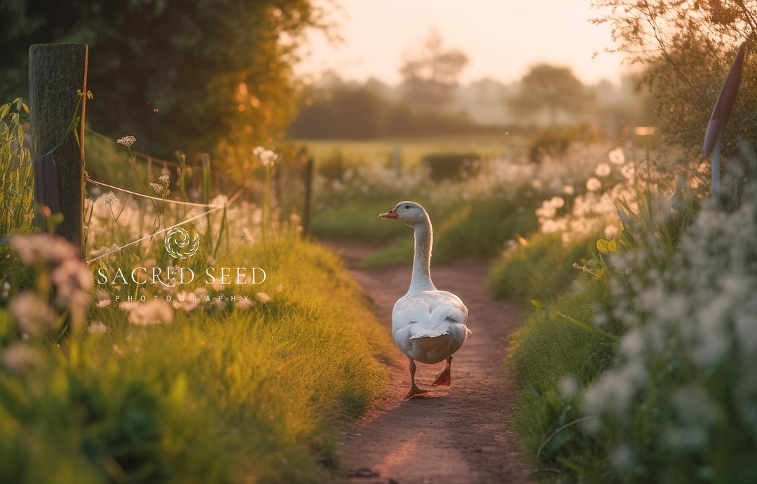 12 Geese Countryside, Goose Country Pathway Outdoor Spring Digital ...