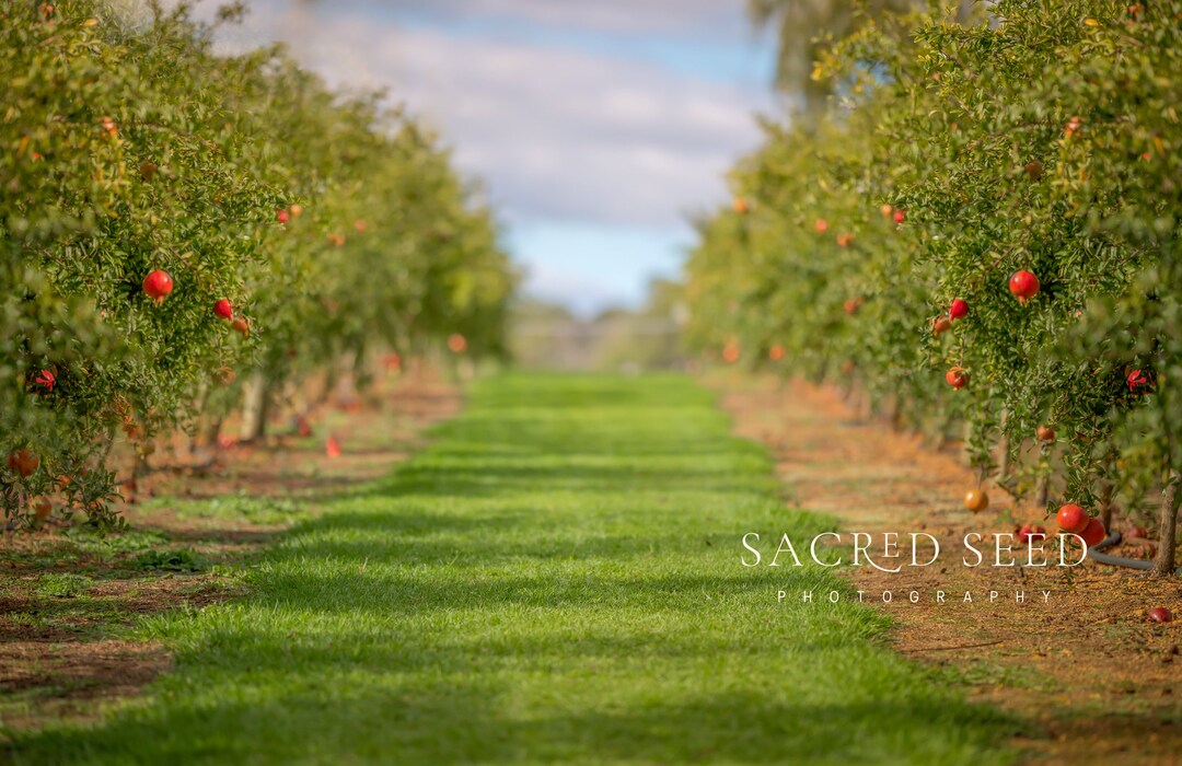 Pomegranate Orchard Digital Backdrop Background Photoshop Fruit Trees ...