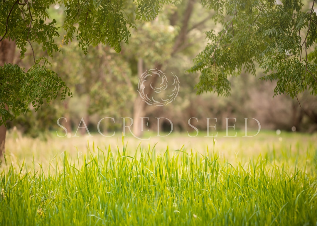 Hanging Branches, Trees, Forest, Tall Grass Digital Backdrop Photoshop ...