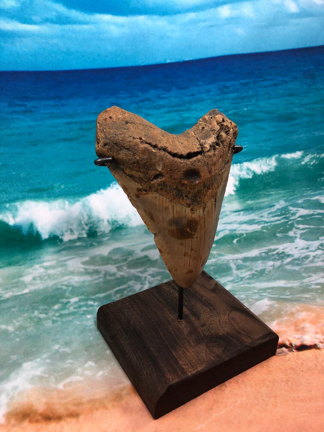 4.90” Giant Fossil Megalodon Shark Tooth Ocean Teeth Dinosaur Fish ...