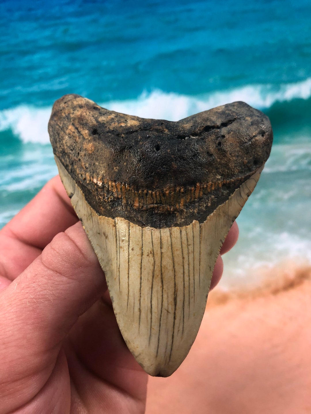 4.03” Symmetrical Real Fossil Megalodon Shark Tooth-scuba DIVER DIRECT ...