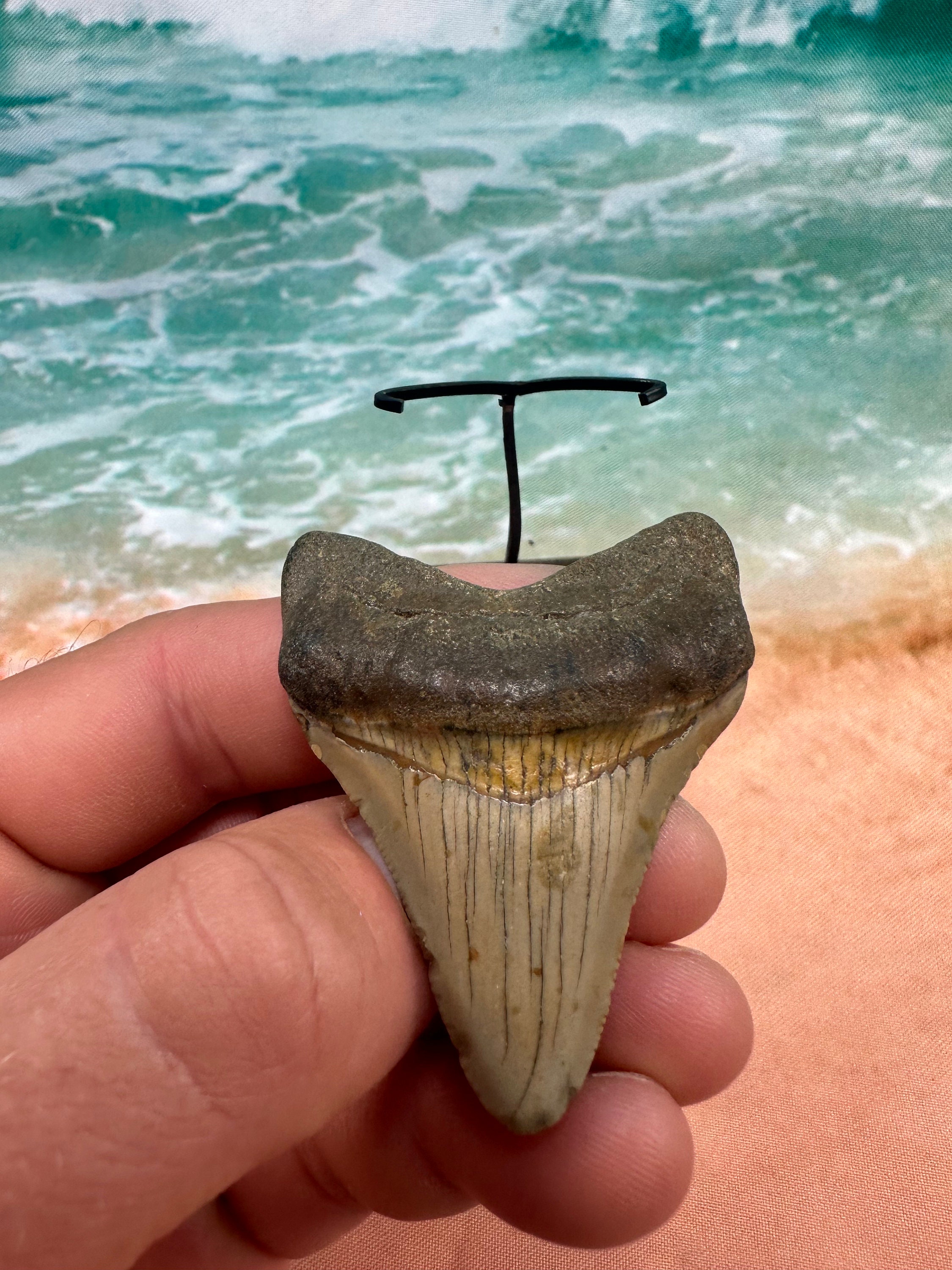 2.57” Sharp Fossil Megalodon Orang Bourlette Shark Tooth Ocean Teeth ...