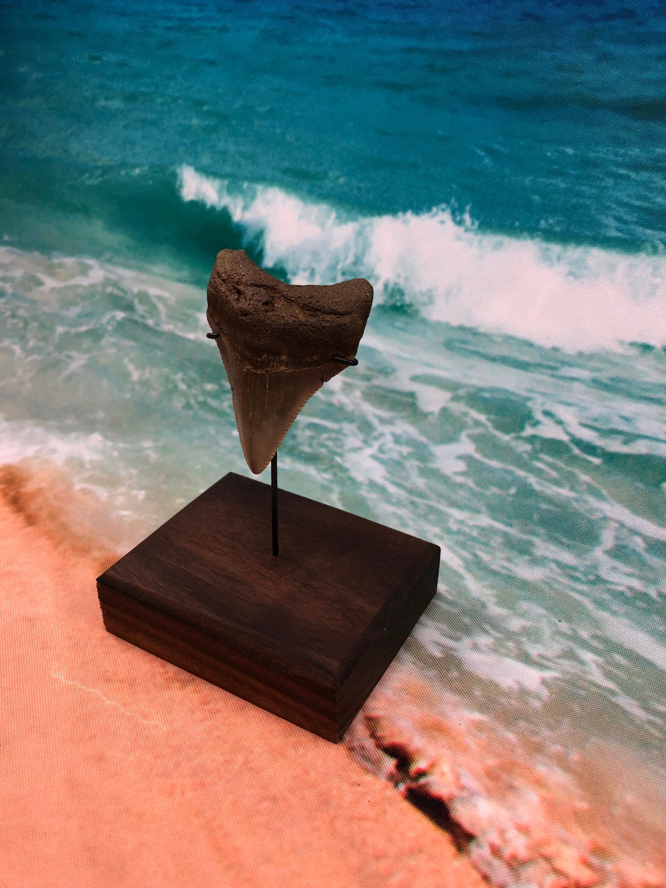 2.34” Sharp Fossil Megalodon Shark Tooth Ocean Teeth Dinosaur Fish ...