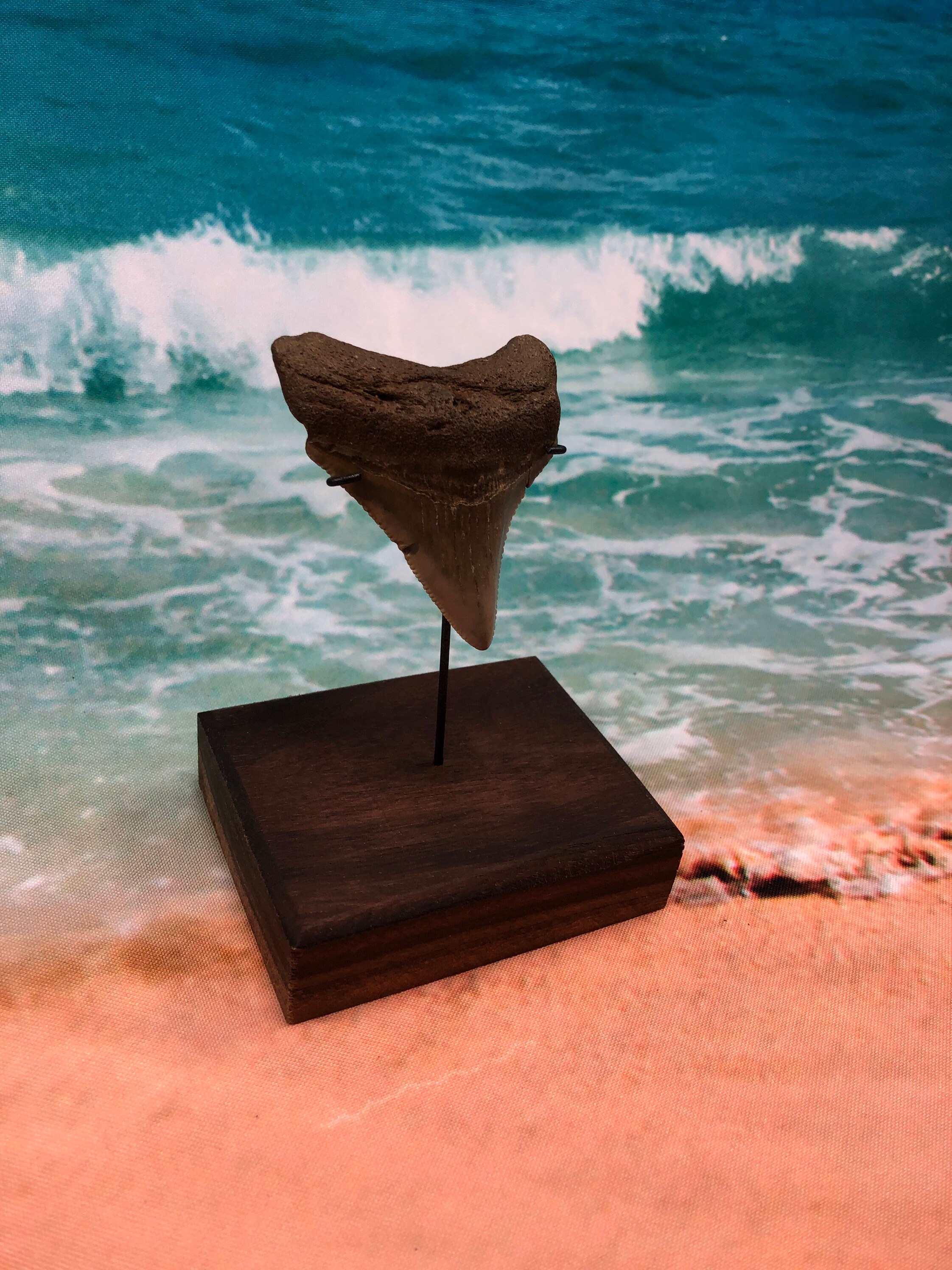 2.34” Sharp Fossil Megalodon Shark Tooth Ocean Teeth Dinosaur Fish ...