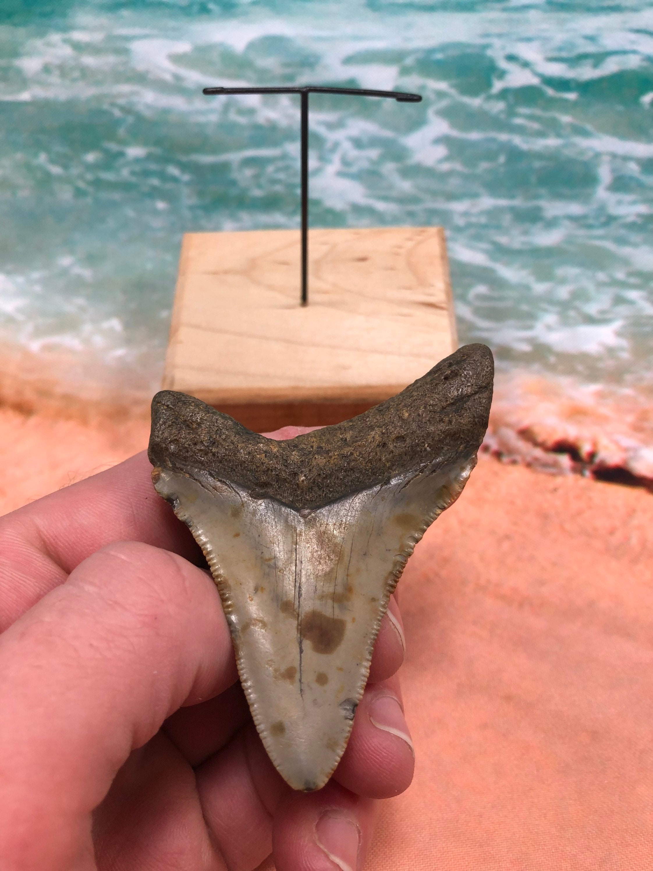 2.93” Fossil Megalodon Shark Tooth Ocean Teeth Dinosaur Fish- **on ...