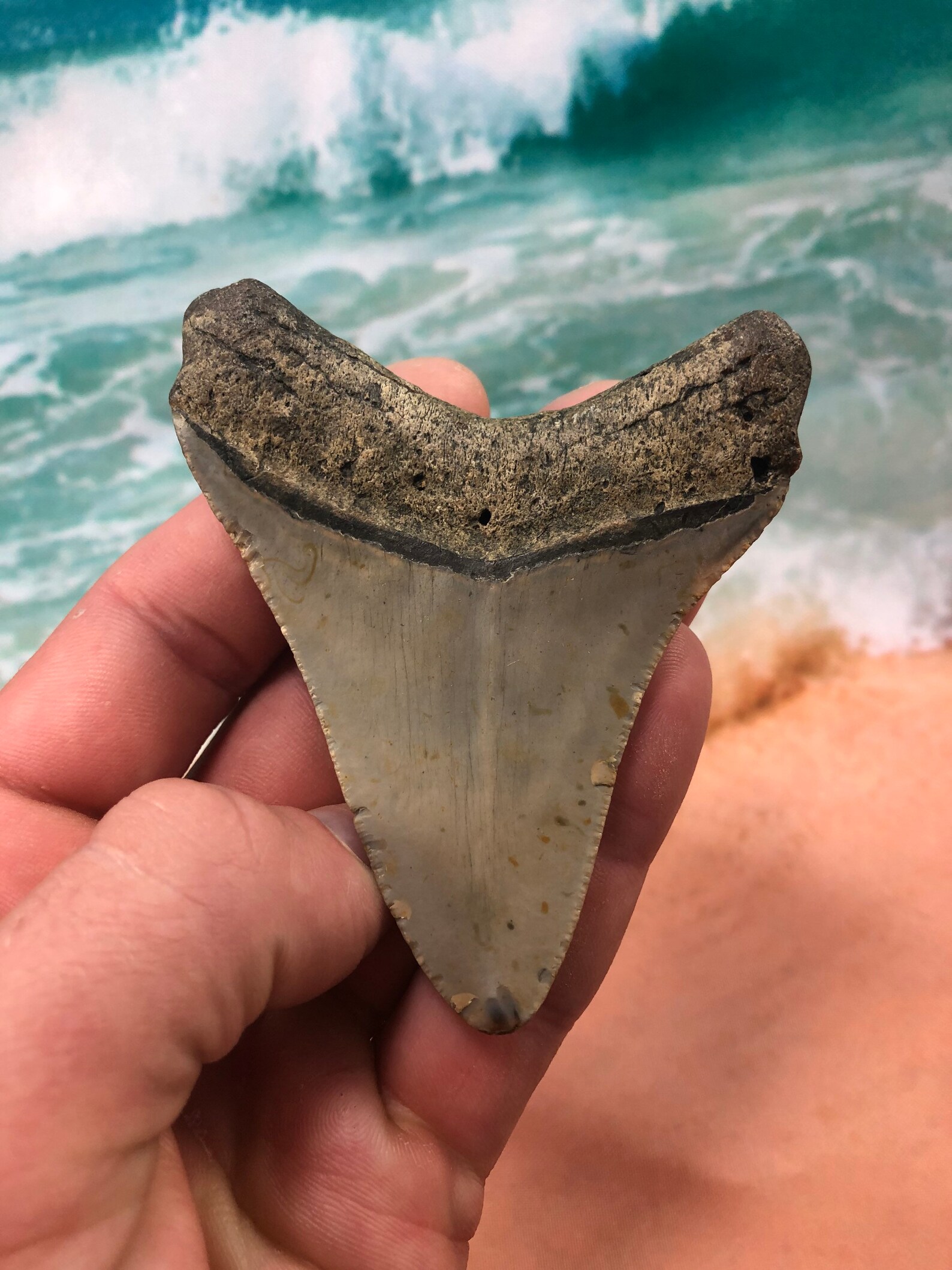 3.57” Real Fossil Megalodon Shark Tooth-scuba DIVER DIRECT —prehistoric ...