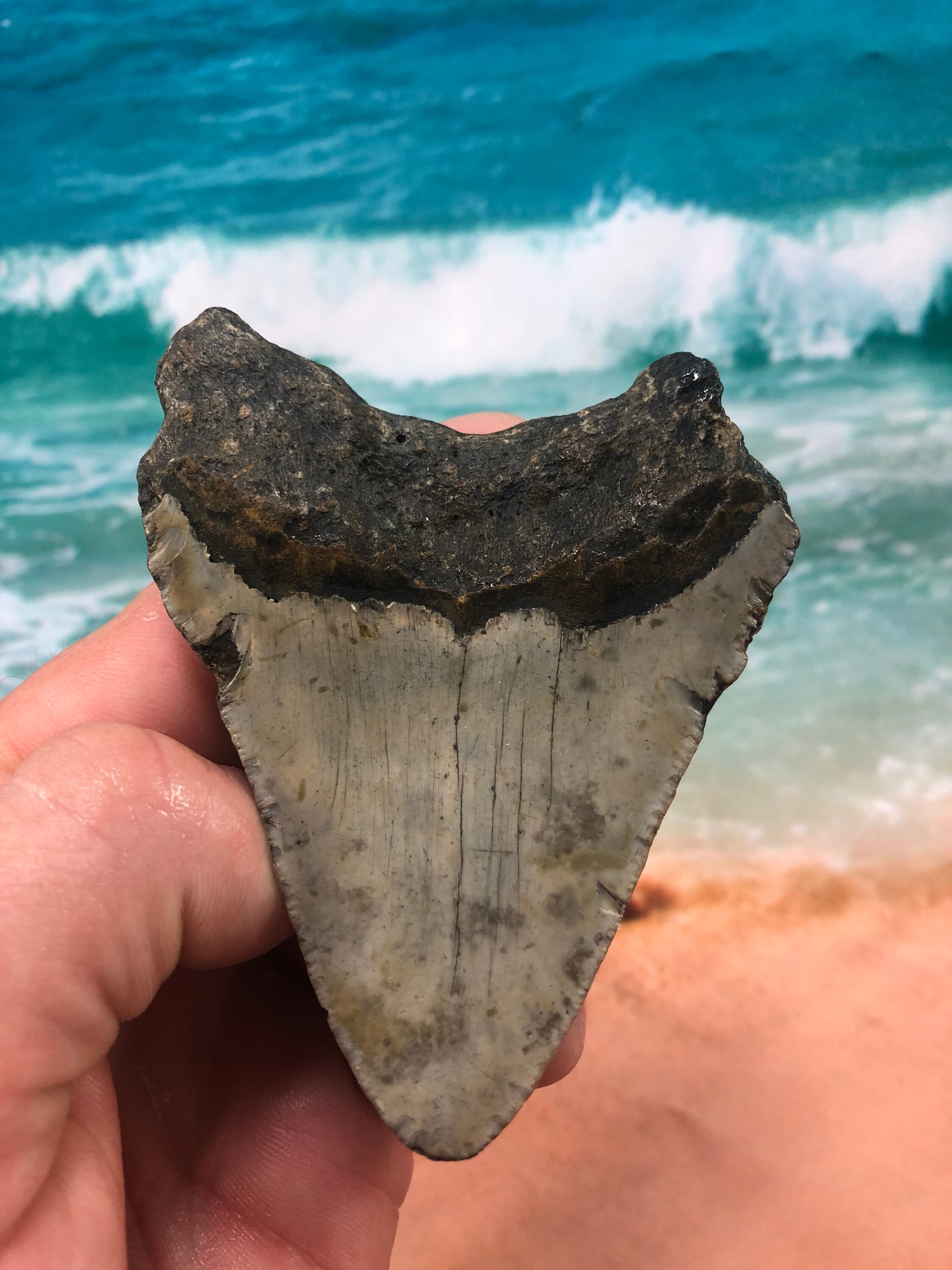 3.74 Real Fossil Megalodon Shark Tooth-scuba DIVER DIRECT - Etsy