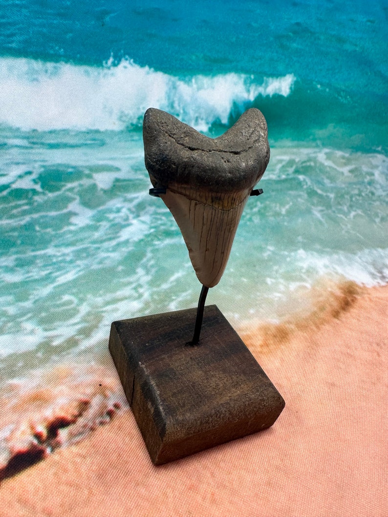 2.57” Sharp Fossil Megalodon Orang Bourlette Shark Tooth Ocean Teeth ...