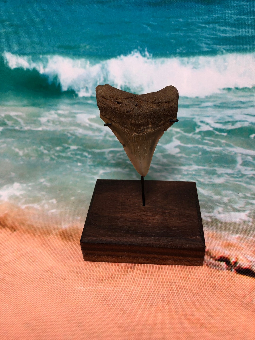 2.34” Sharp Fossil Megalodon Shark Tooth Ocean Teeth Dinosaur Fish ...