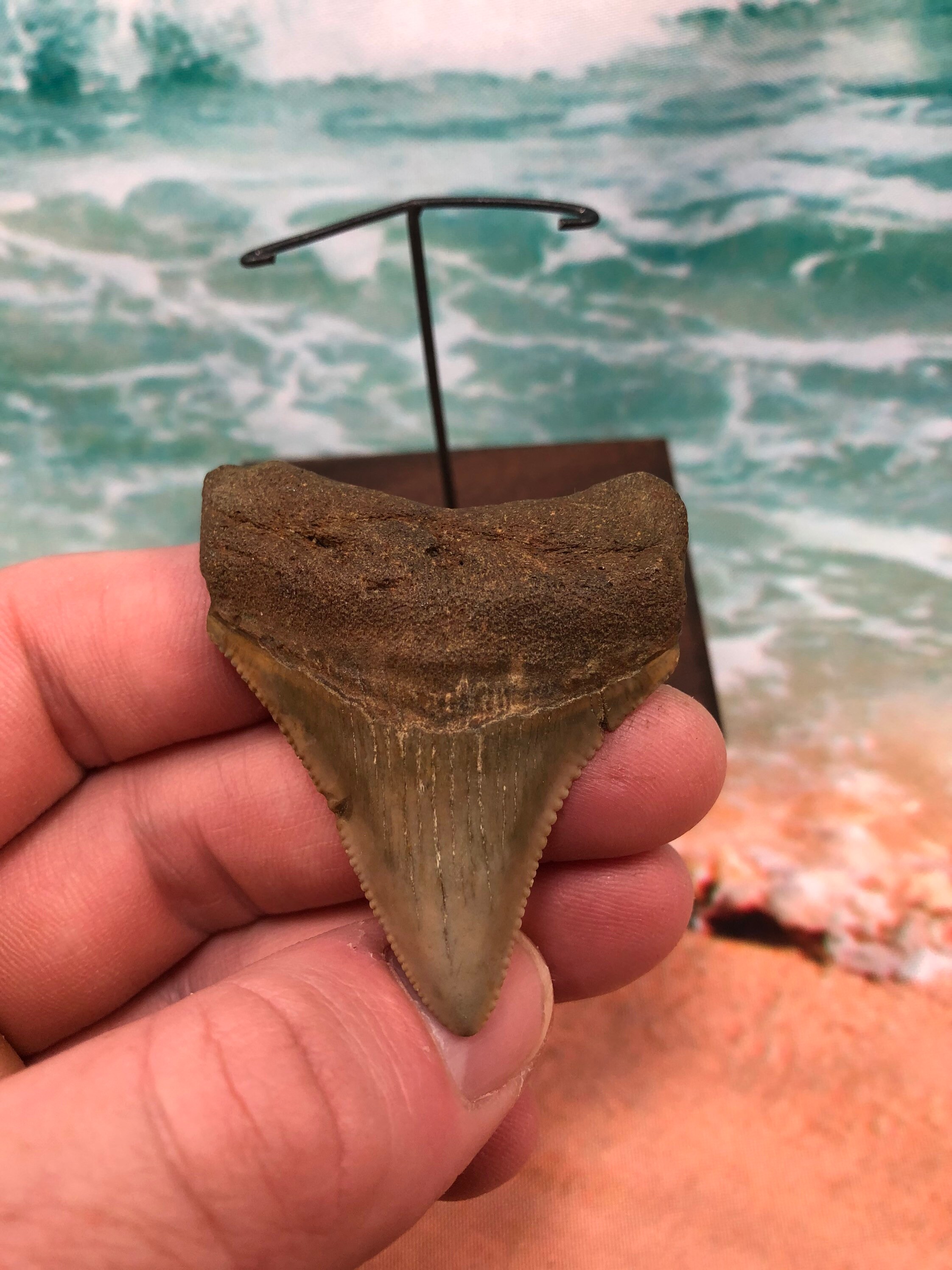2.34” Sharp Fossil Megalodon Shark Tooth Ocean Teeth Dinosaur Fish ...
